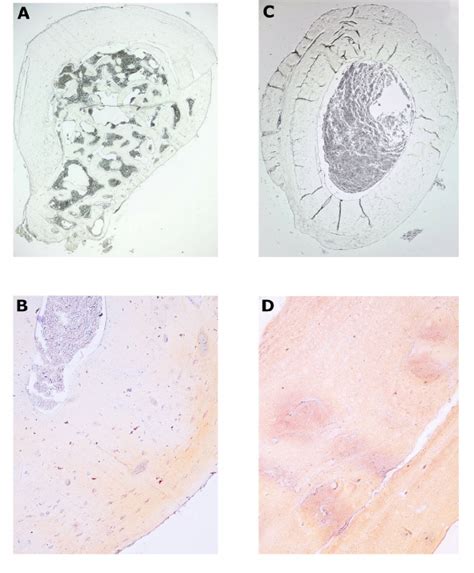 Morphological And Histological Analysis Of Bone Defect Reconstruction Download Scientific
