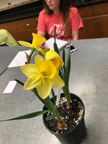 Plant Tax Field Quiz 1 Flashcards Quizlet