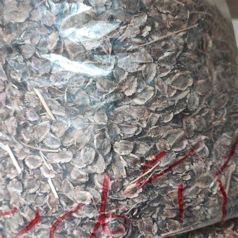 خرید و قیمت گل ریواس 100 گرمی ارسال رایگان با پست سریع به سراسر ایران ترب