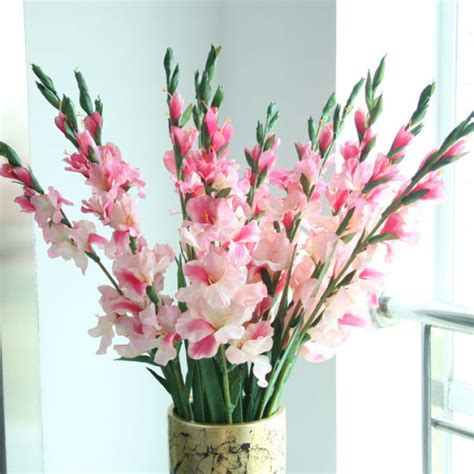 剑兰的形态特征 剑兰的种类齐家网