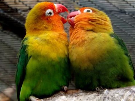 All Parrots