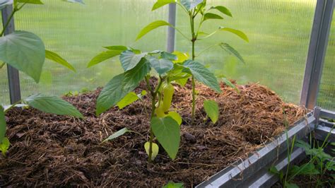 How To Plant Grow And Care For Pimiento Peppers
