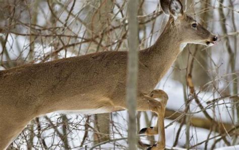Do Deer Hibernate See How Deer Behave In Winter Kalkal