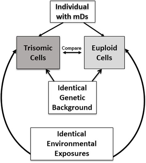 Trisomy Diagram