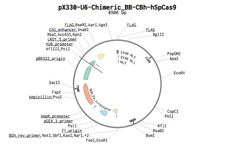 Addgene Integration Import Plasmids In One Click