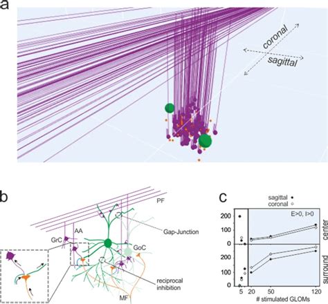 Cellular Resolution Mapping Uncovers Spatial Adaptive Filtering At The Rat Cerebellum Input