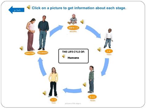Human Life Cycle Diagram