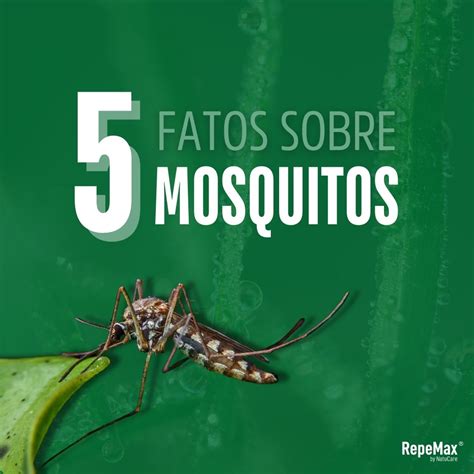 Repemax São Paulo Sp