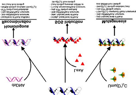 Roles Of The Reca Nucleoprotein Filament In Dna Metabolism A Schematic