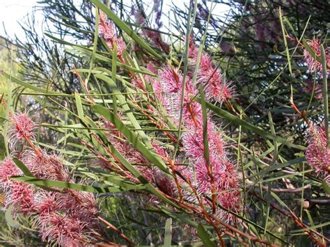 Hakea Multilineata Grass Leaf Hakea Royal Botanic Garden Sydney
