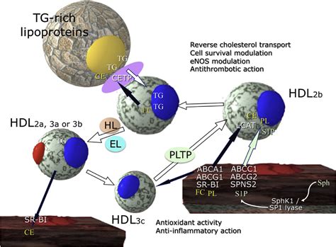 HDL Metrics Lets Call The Number Thing Off Atherosclerosis