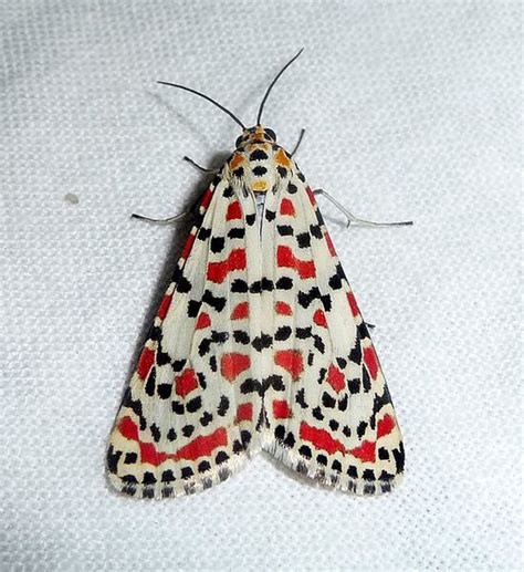 Red Moth