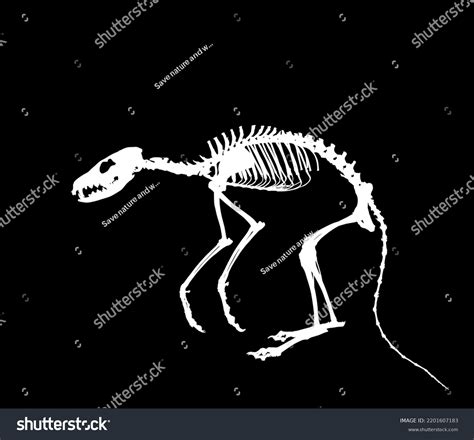 Fox Skeleton