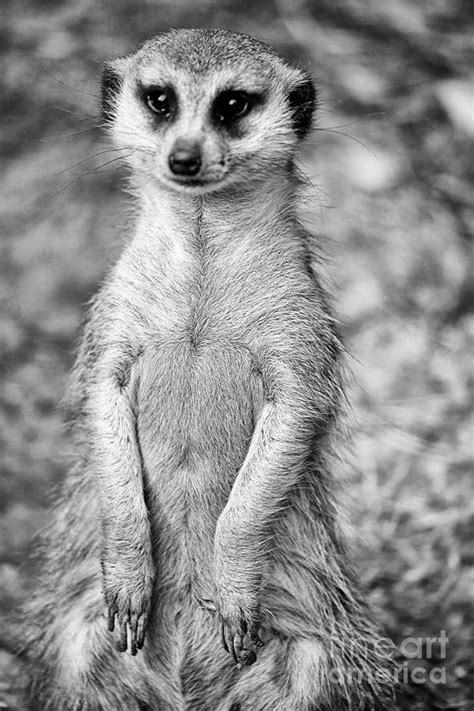 Meerkat Black And White V2 Photograph By Douglas Barnard Pixels