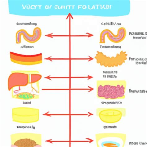 Exploring The Interactions Between Digestive System And Circulatory