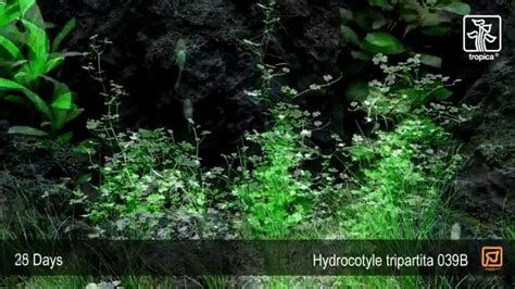 Hydrocotyle Tripartita Youtube