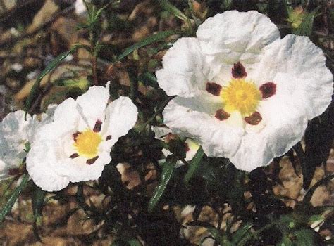 Invitaminerva45 Flor Da Esteva