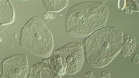 Cheek Squamous Epithelial Cells Light Microscopy Stock Video Clip