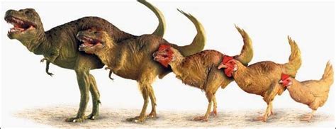 From Chicken To Dinosaur The Reverse Evolution Geology In Динозавры