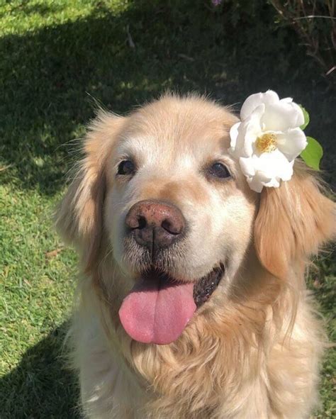 Dog Aesthetic