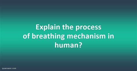 Explain The Process Of Breathing Mechanism In Human Quanswer