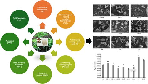 Physicochemical Enzymatic And Fermentation Modifications Improve