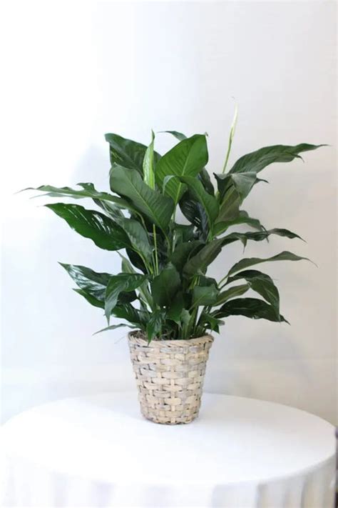 Peace Lily In Basket Monarch Garden And Floral Design