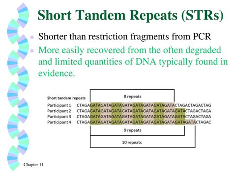 Dna Ppt Download
