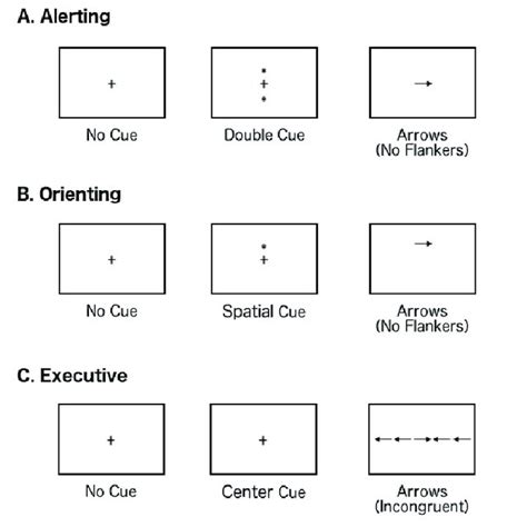 Schematic Of Attention Network Test Panel A Illustrates An Alerting