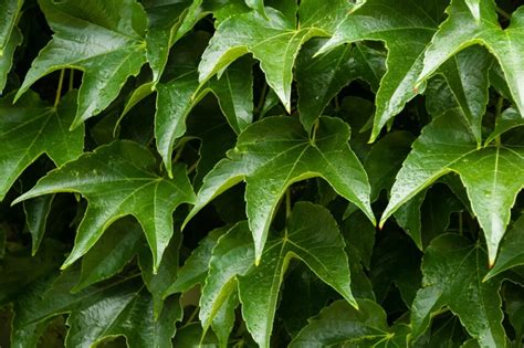 21 Types Of Ivy Plants A Z Picture Guide