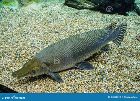 Phractocephalus Hemioliopterus Fish Stock Image Image Of Animal Swim