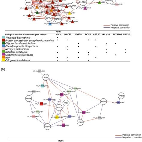 A Visualization Of The Transcriptional Regulatory Network In Tebaba” Download Scientific