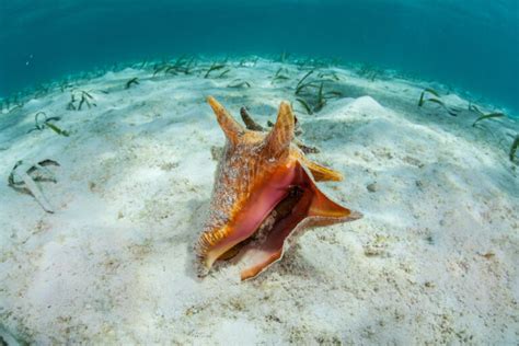 Amazing Sea Snail Facts