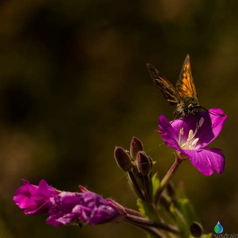 Susdrain Enfield Firs Farm Image11 Susdrain Flickr