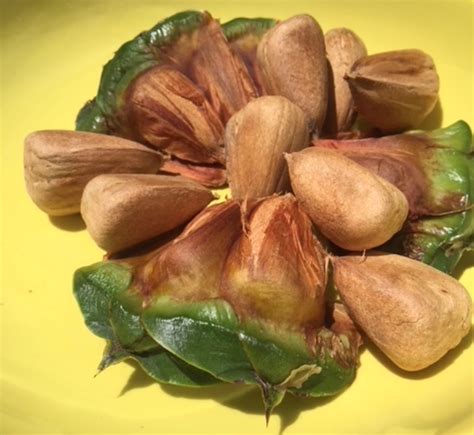 The Bunya Nut Natif Foods
