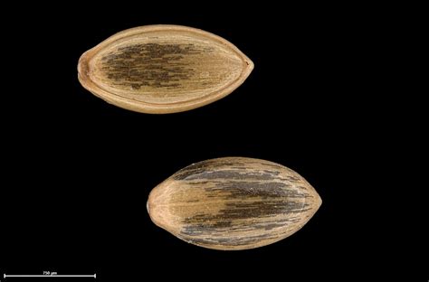 Panicum Niihauense Seeds Of Hawaii