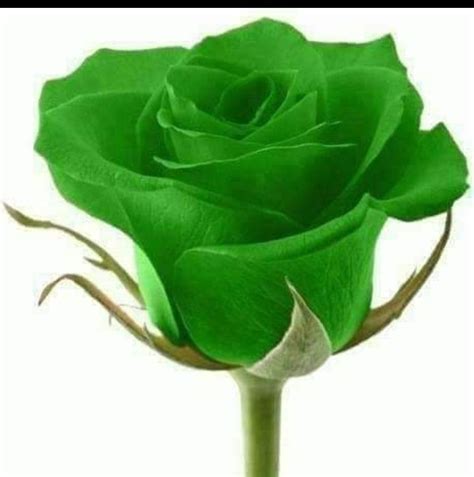 Zay Yar Lin ဘခတ္