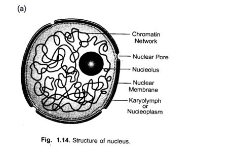 Nucleus Labelled Diagram Nucleus Eukaryotic Labelled Nucleoi