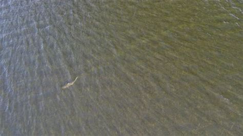 Aerial Footage Of A Bull Shark Swimming In A Shallow Water Bay Off The