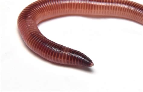 【配布資料】今日から始める自然観察「ミミズは種類も暮らしぶりもさまざま」 知ろう、自然のこと 日本自然保護協会オフィシャルサイト