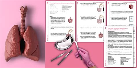 The Lungs Dissection Demonstration Guide Science Beyond