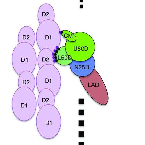 Schematic Diagram Of Actomyosin Structure In The Weak Binding State