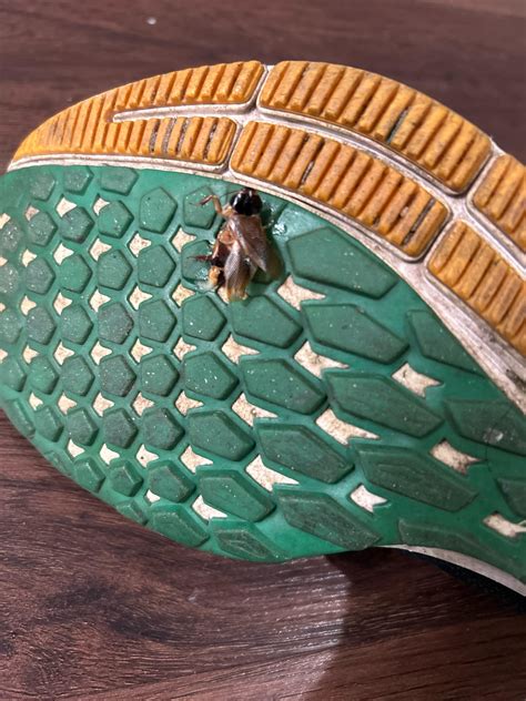 Help Wroach Identification Rbugidentification