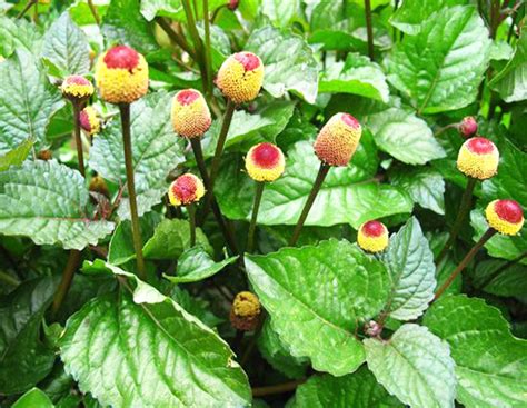 Anacyclus Pyrethrum A Natural Way To Boost Testosterone Asmidev