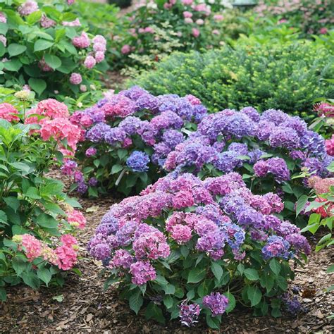 Bigleaf Hydrangea Lets Dance Lovable® Proven Winners® Shrubs