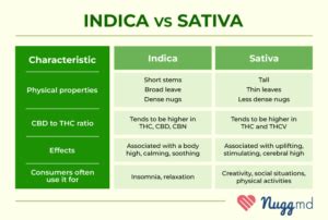 Indica Vs Sativa Whats The Difference And When To Use Nuggmd