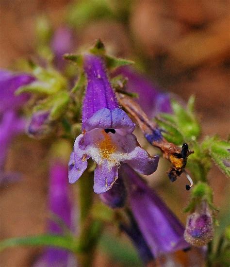 Penstemon Pseudoparvus San Mateo Penstemon New Mexico Rare Plants