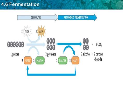 Fermentation And Its Types And Impact On Body Ppt Free Download