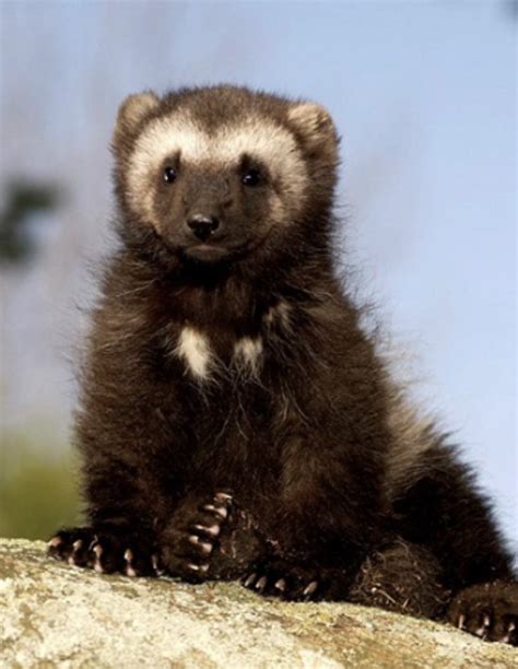 Happy Wildlifewednesday Meet The Wolverine 🐾 About The Size Of A Small Bear They Have Long