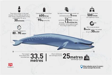 Blue Whale Population